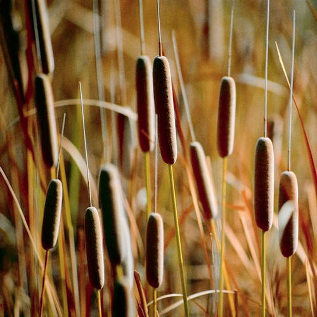 Broadleaf Cattail Reed Seeds (typha Latifolia) 500+seeds - Etsy