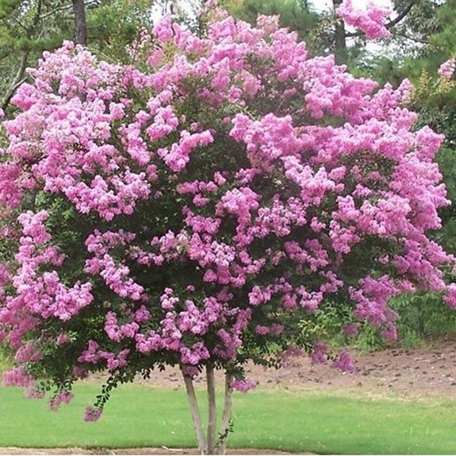 Queens Crape Myrtle Tree Seeds Lagerstroemia speciosa | Etsy