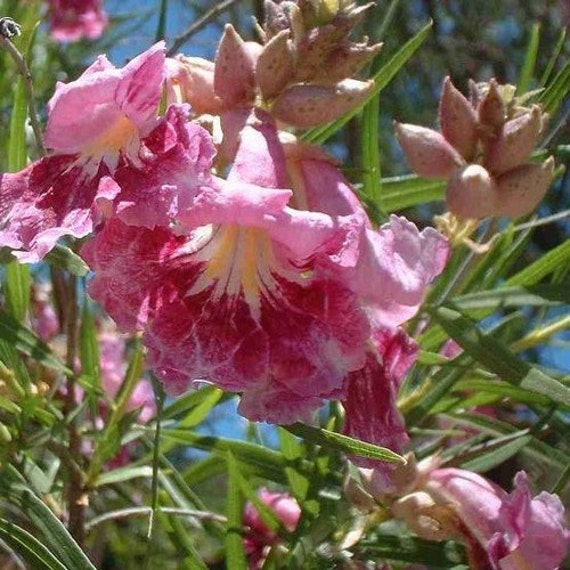 Home & Hobby Seeds Floral & Garden Crafts Desert Willow Tree Chilopsis ...