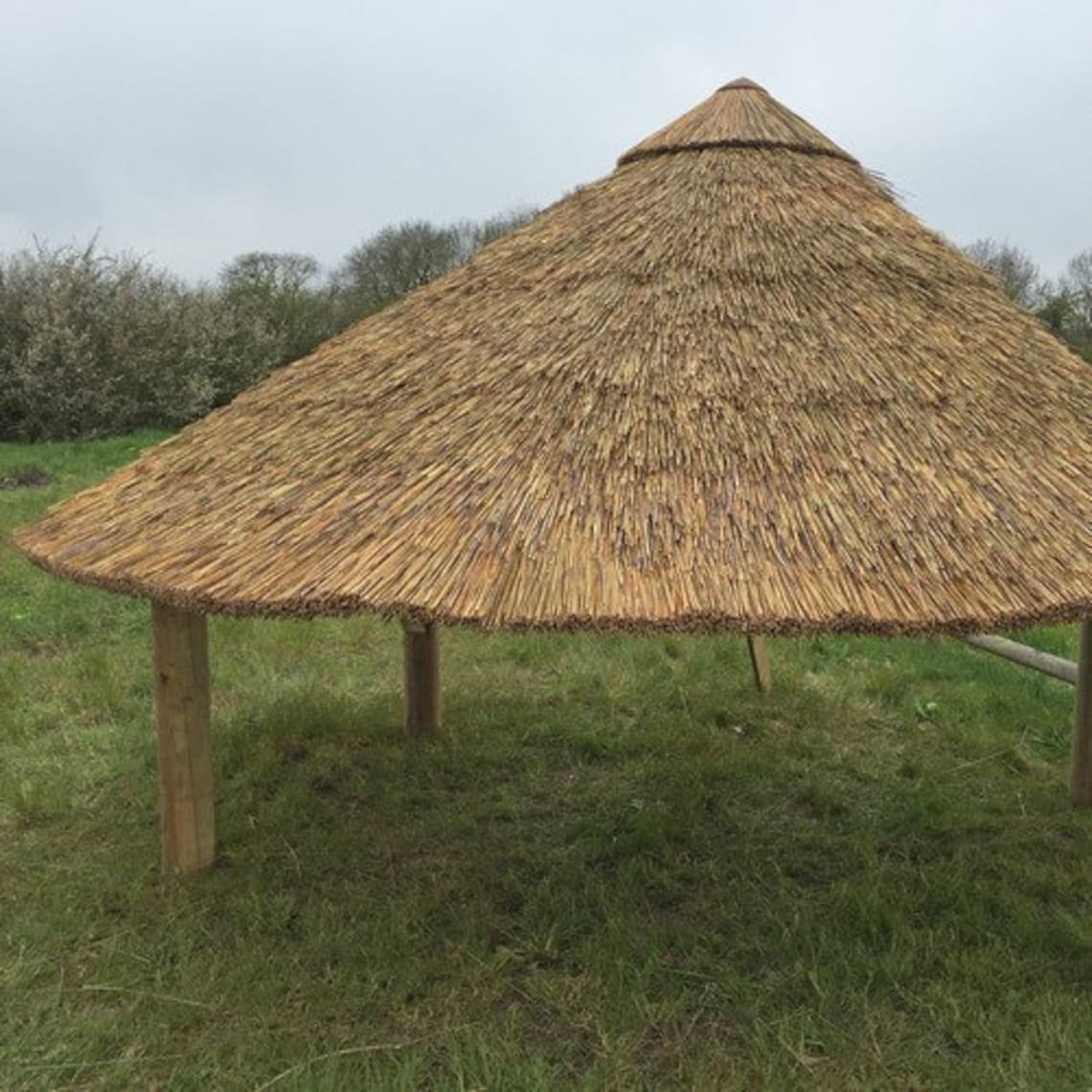 Cape Thatching Reed Seeds (elegia Tectorum) 25+seeds - Etsy