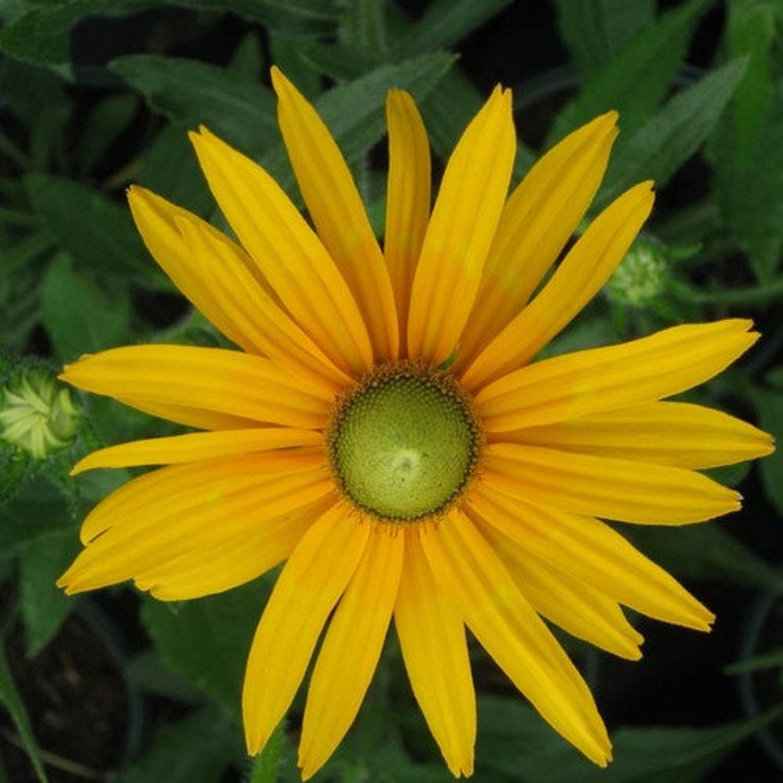 Rudbeckia Green Eyes Flower Seeds Rudbeckia Hirta 100Seeds | Etsy