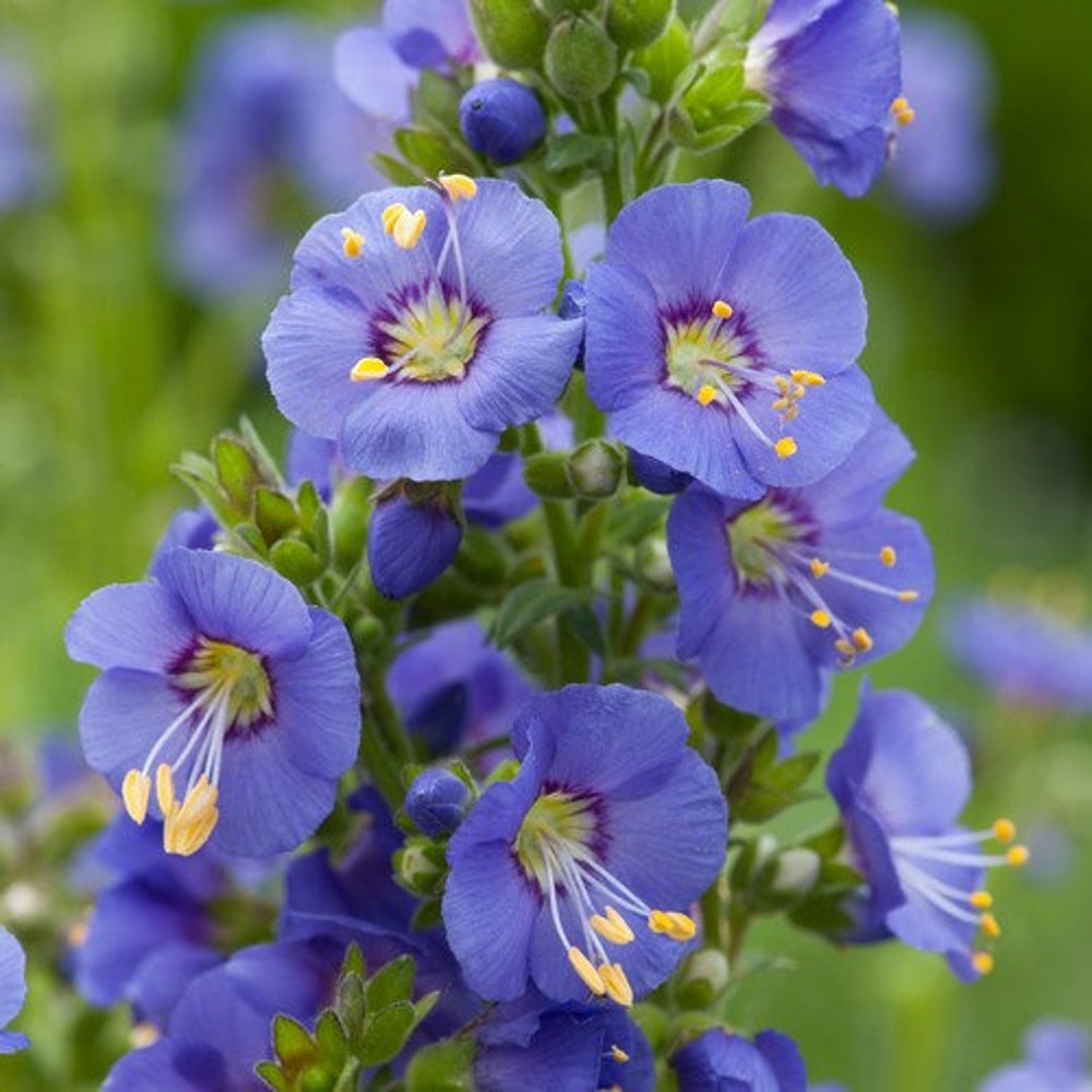 Jacobs Ladder Blue Flower Seeds (polemonium Caeruleum) 50+seeds - Etsy