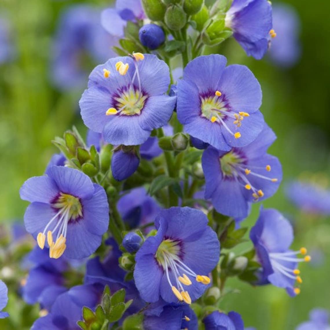 Jacobs Ladder Blue Flower Seeds polemonium Caeruleum - Etsy
