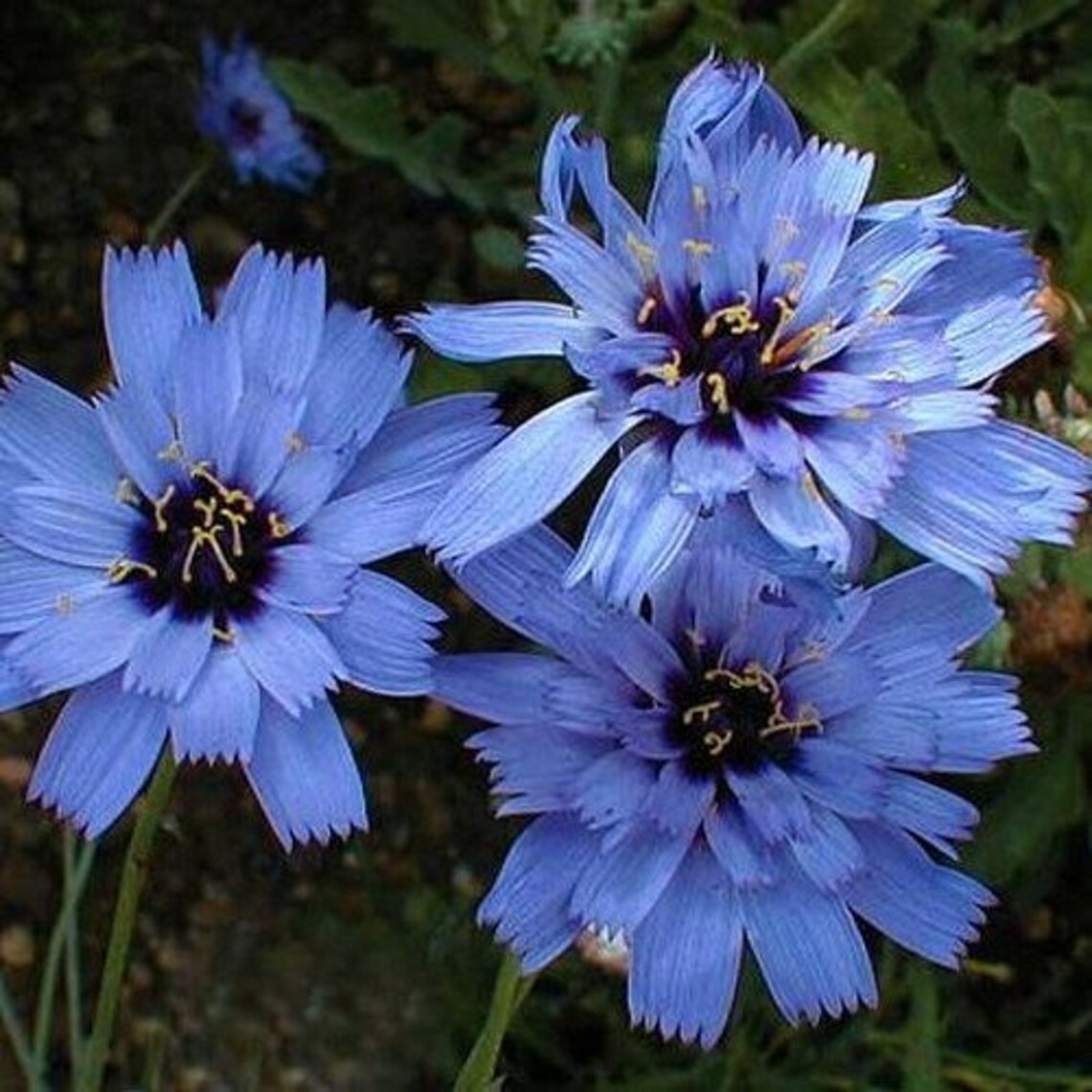 Cupid's Dart Blue Flower Seeds catananche Caerulea - Etsy