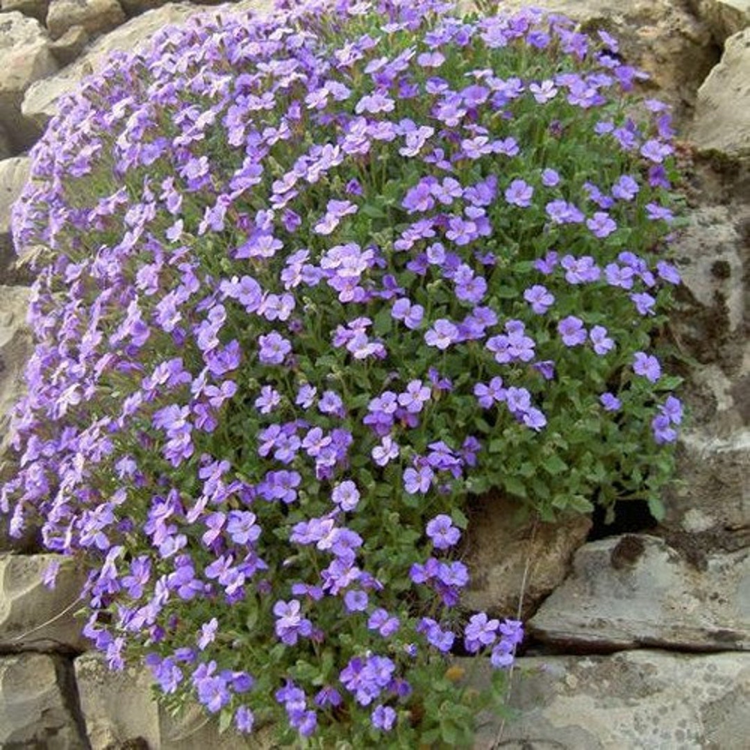Rockcress Pale Blue Flower Seeds (aubrieta Hybrida Graeca) 100+seeds - Etsy