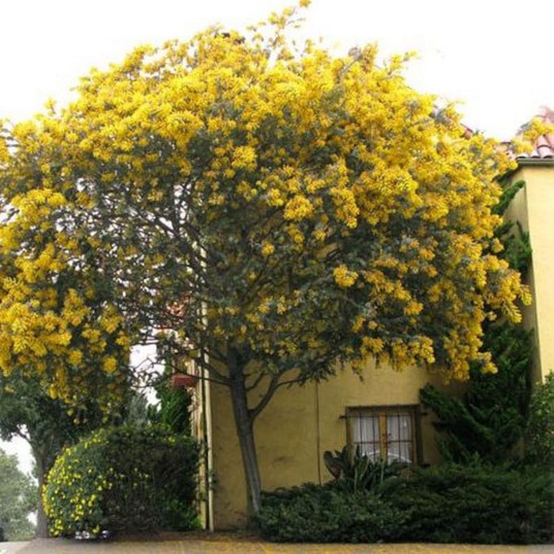 Golden Mimosa Tree Seeds acacia Baileyana 20seeds - Etsy