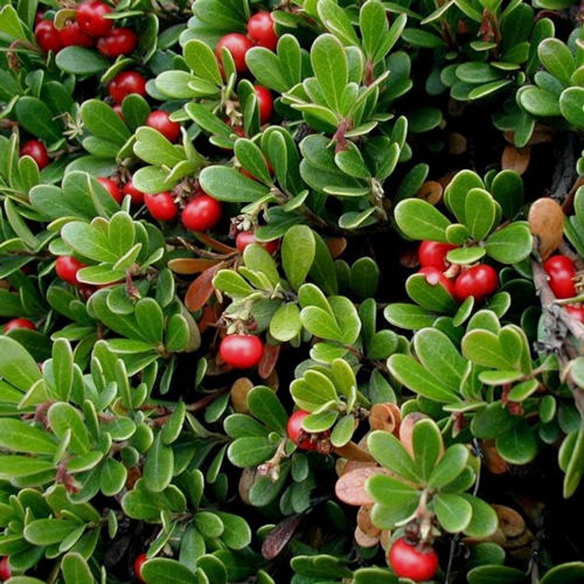 Kinnikinick Bearberry Seeds arctostaphylos Uva-ursi 30seeds - Etsy