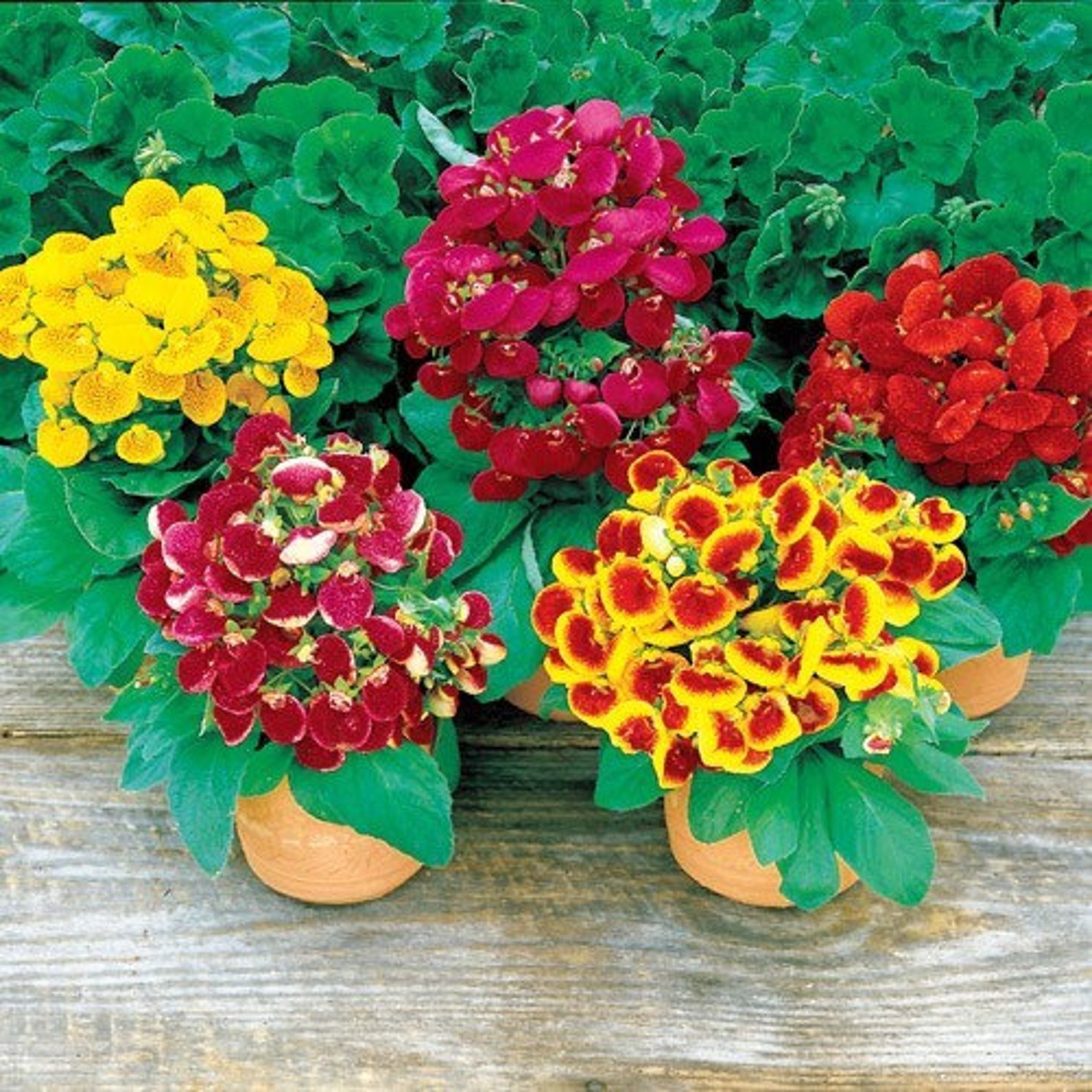 Slipper Flower Fascination Mix Seeds calceolaria - Etsy