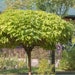Southern Cigar Tree Seeds (catalpa Bignonioides) 15+seeds - Etsy