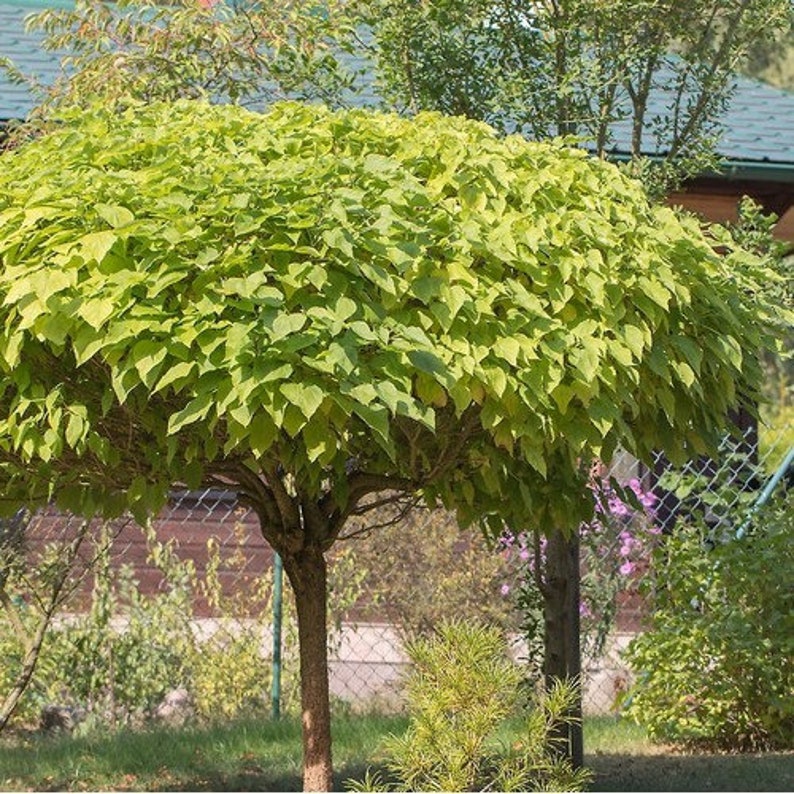 Southern Cigar Tree Seeds (catalpa Bignonioides) 15+seeds - Etsy