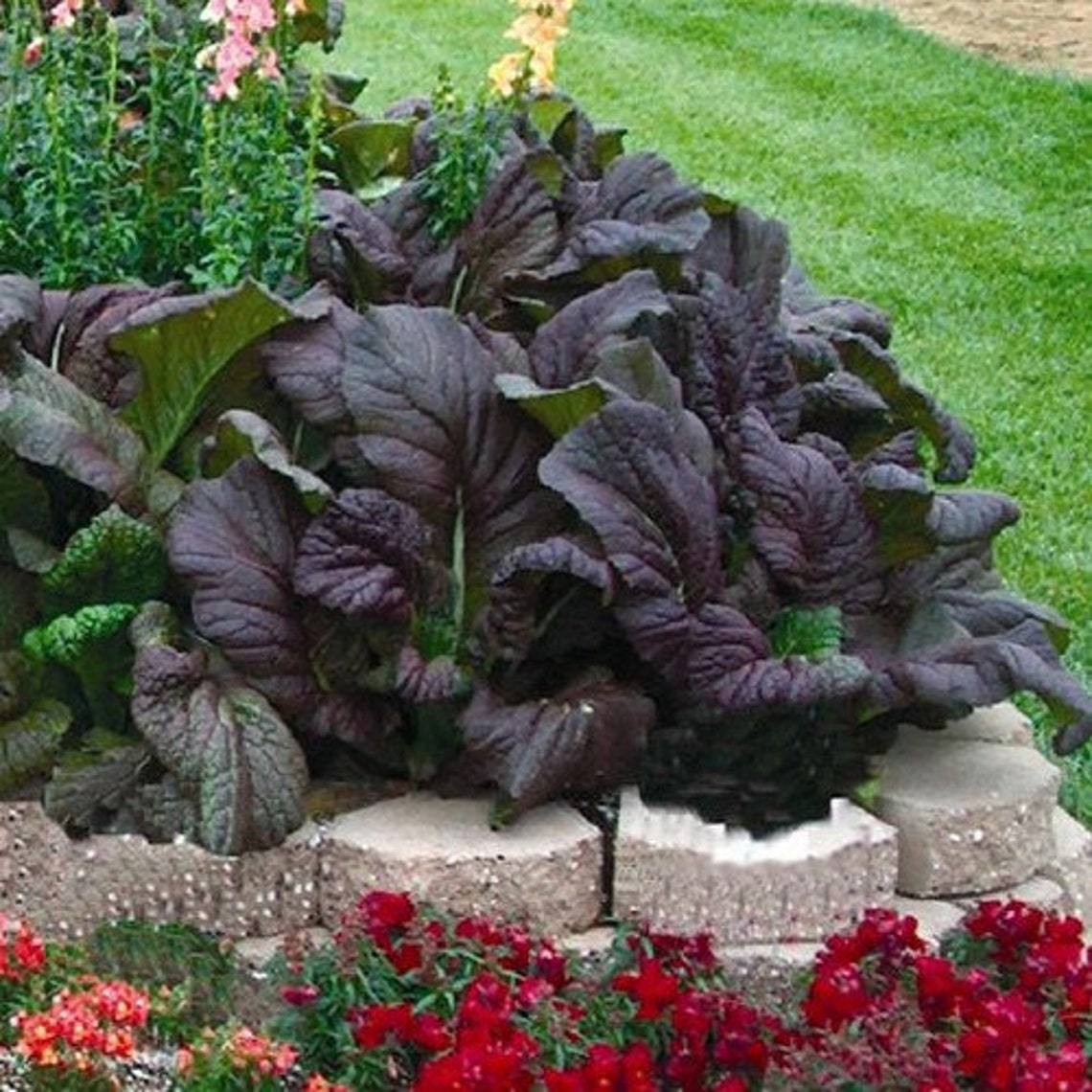 Mustard Red Giant Vegetable Seeds brassica Juncea 30seeds - Etsy