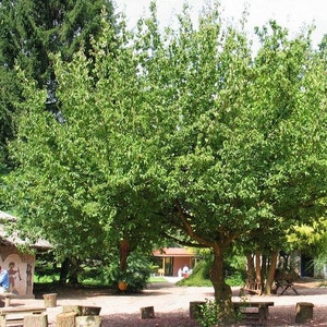 Cornelian Cherry Tree Seeds (cornus Mascula) 10+seeds - Etsy