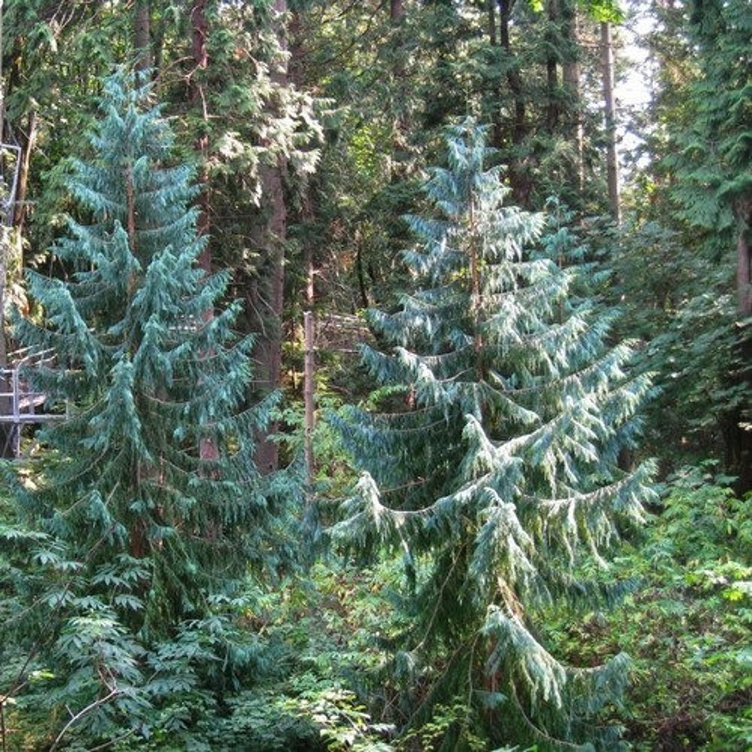 Chinese Coffin Tree Seeds (taiwania Cryptomerioides) 30+seeds - Etsy