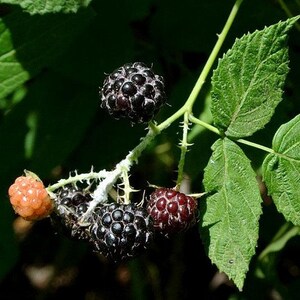 Black Raspberry Bush Seeds (rubus Occidentalis) 25+seeds - Etsy