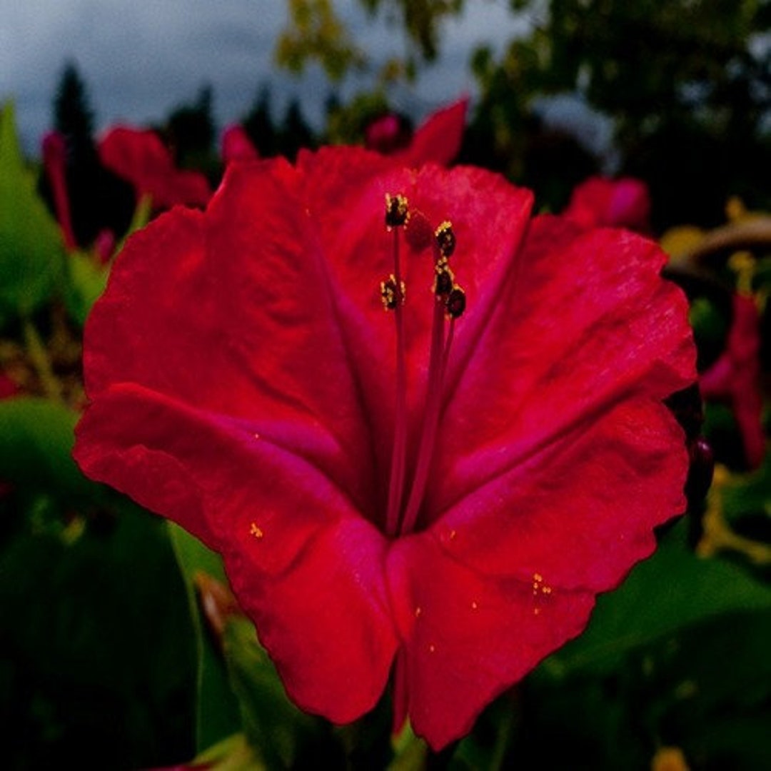 Four O Clock Red Flower Seeds (mirabilis Jalapa) 50+seeds - Etsy