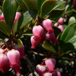 Kinnikinick Bearberry Seeds (arctostaphylos Uva-ursi) 30+seeds - Etsy