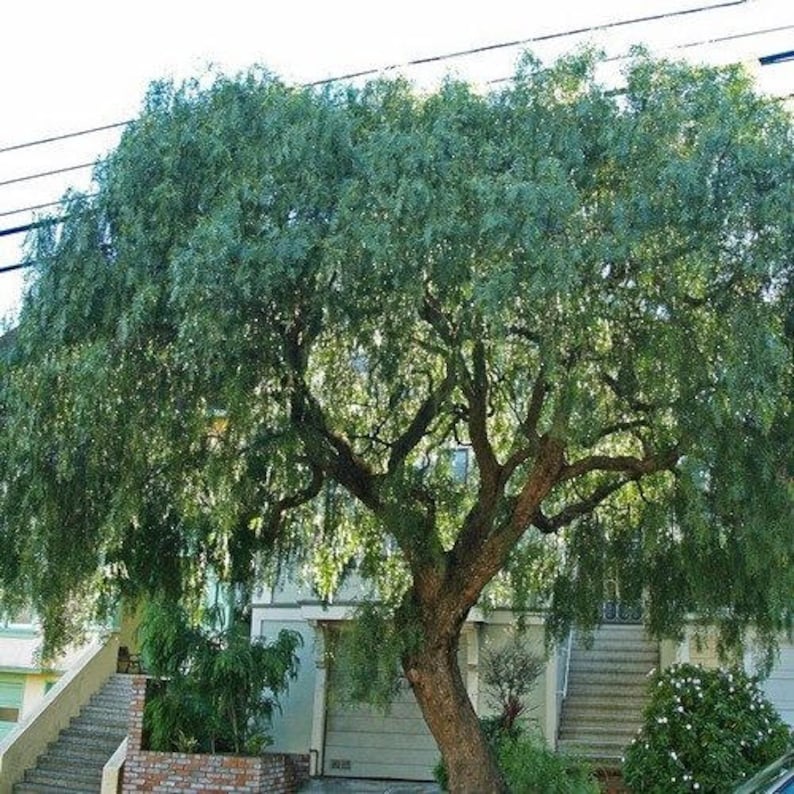 Peruvian Pepper Tree Seeds schinus Molle 10seeds - Etsy