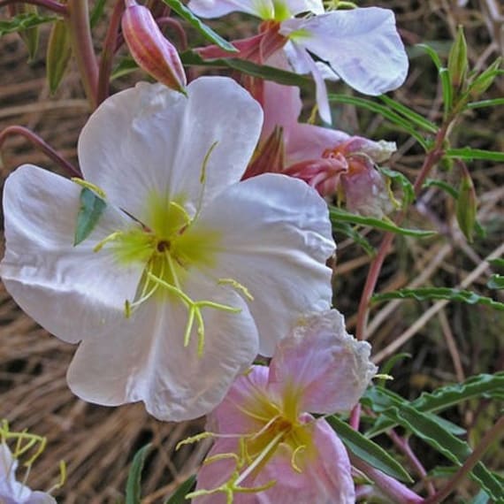 Pale Evening Primrose Flower Seeds oenothera Pallida | Etsy