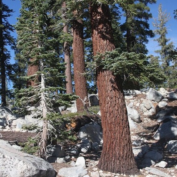 California Red Fir Tree Seeds abies Magnifica 5seeds - Etsy