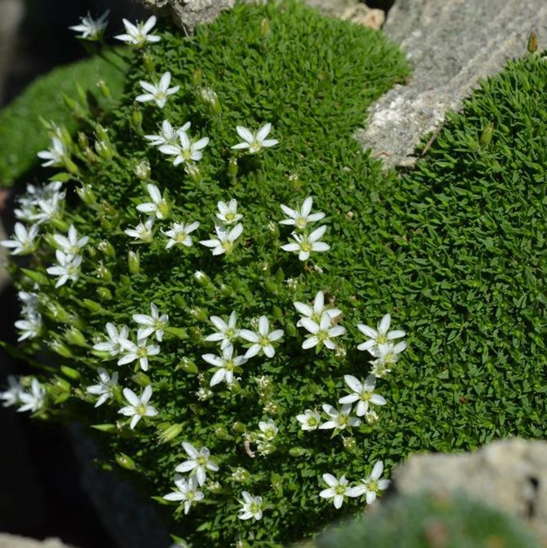 Arenaria Mountain Sandwort Groundcover Seeds (arenaria Montana) 50 ...
