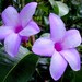 Rubber Vine Seeds (cryptostegia Grandiflora) 25+seeds - Etsy
