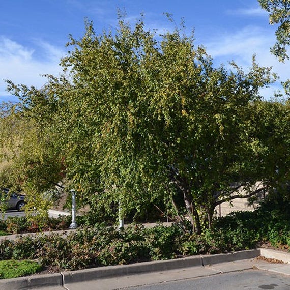 Betula Occidentalis Bark