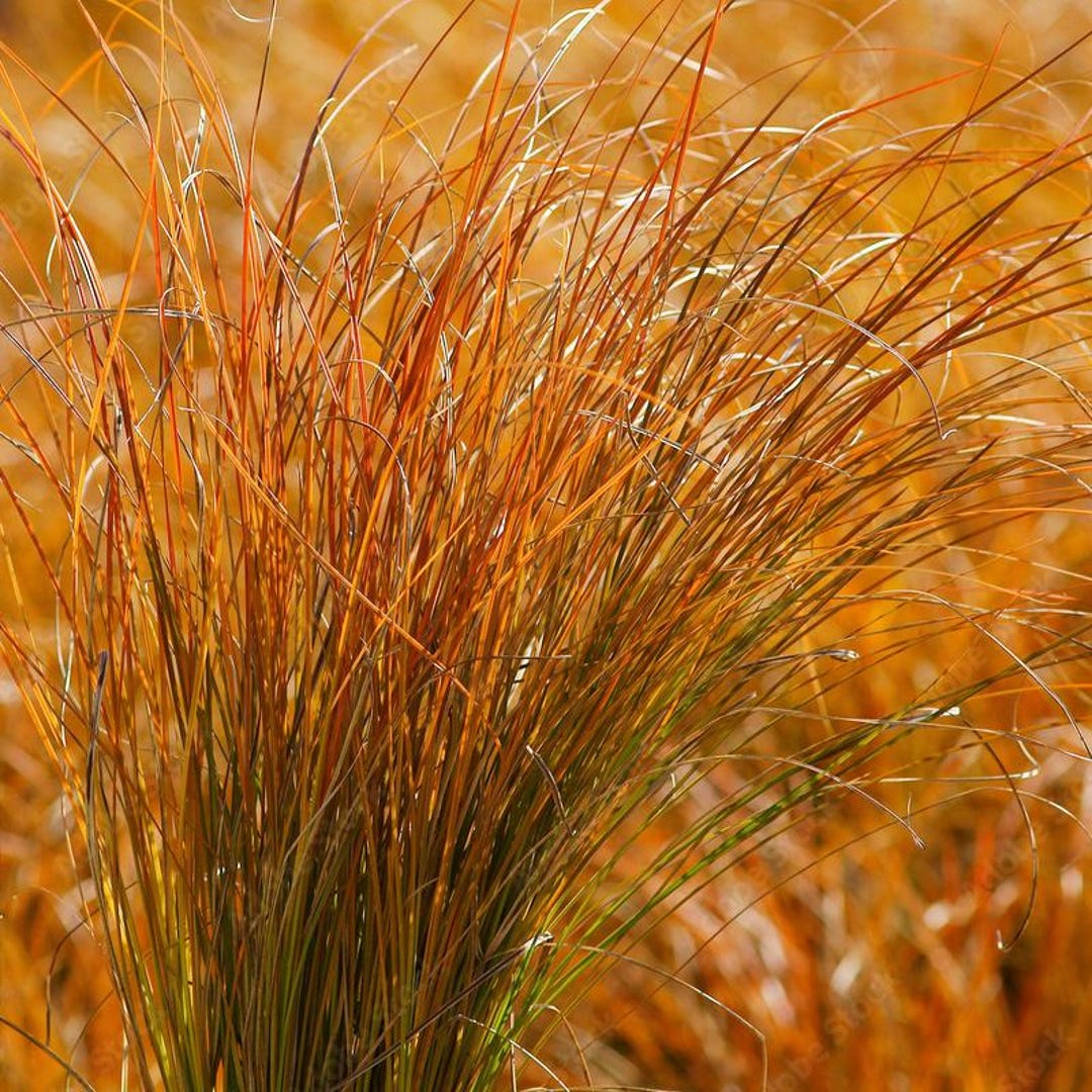 Carex Prairie Fire Ornamental Grass Seeds (carex Testacea) 25+seeds - Etsy