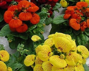 Calceolaria Seeds | Etsy