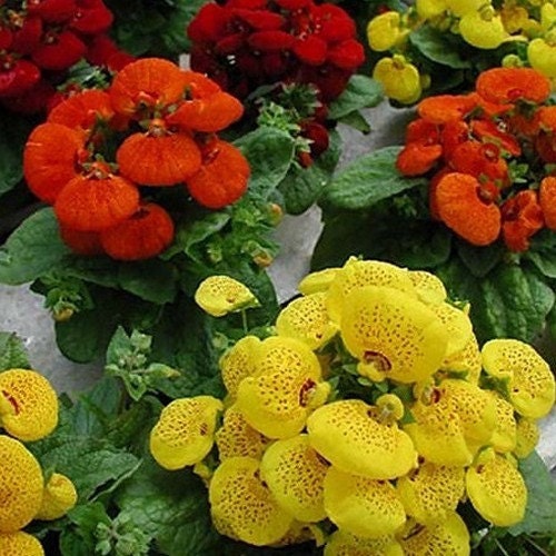 Slipper Flower Fascination Mix Seeds calceolaria | Etsy