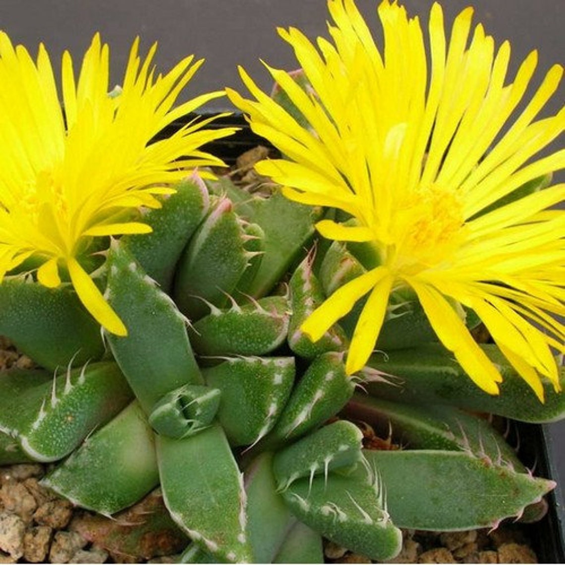 Pebbled Tiger Jaws Succulent Seeds (faucaria Tuberculosa) 20+seeds - Etsy