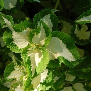 Coleus Wizard Jade Seeds solenostemon Scutellarioides | Etsy