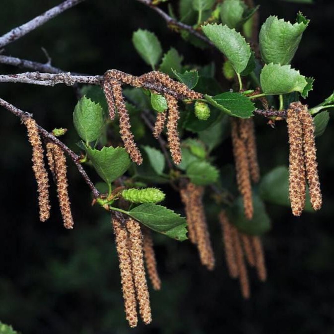 Western Red Birch Tree Seeds (betula Occidentalis) 50+seeds - Etsy