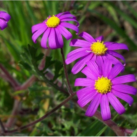 Trees 8 Seeds Very Rare Reinhardtia simplex Window Pane Palm tropical ...