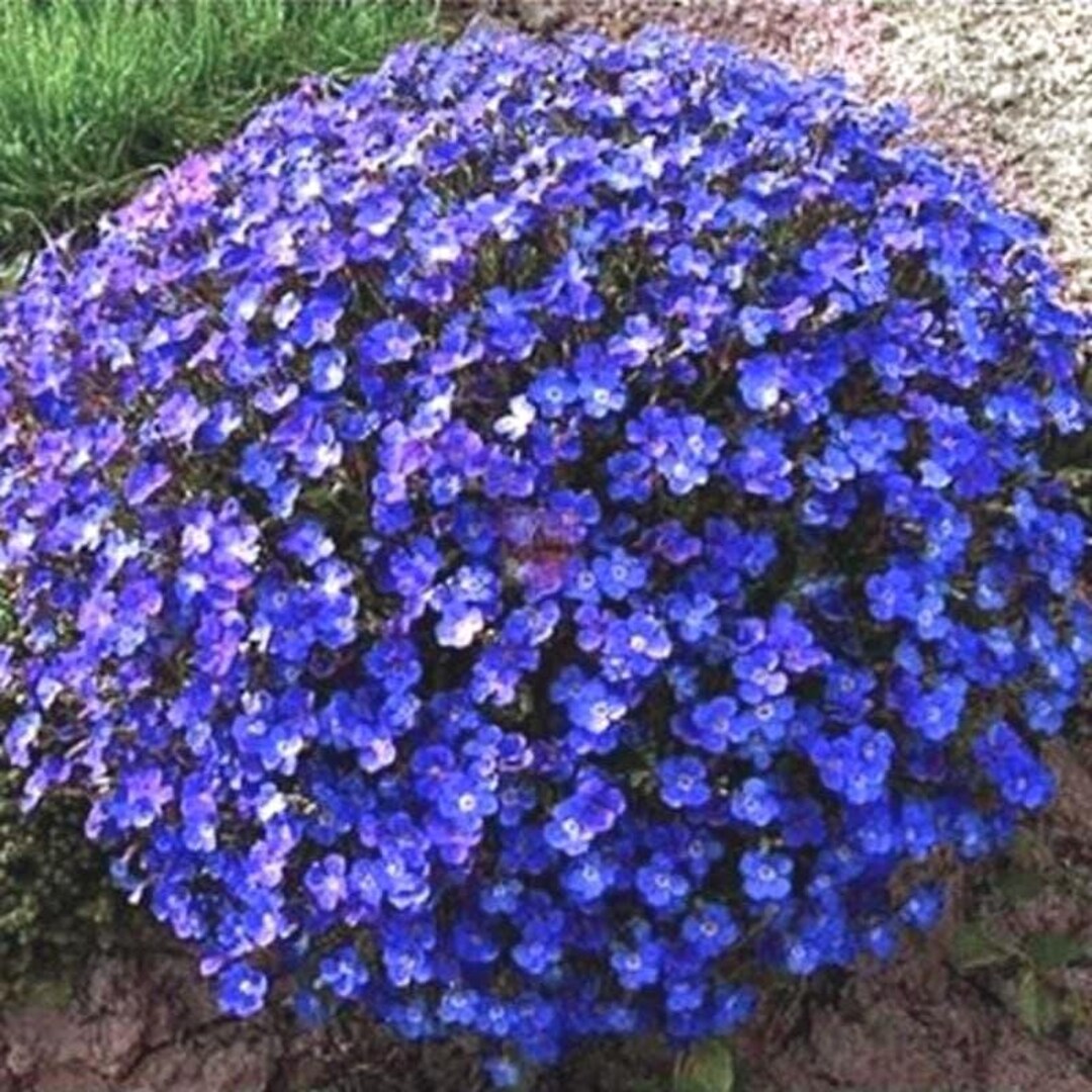 Rockcress Cascading Blue Flower Seeds (aubrieta Hybrida) 50+seeds - Etsy