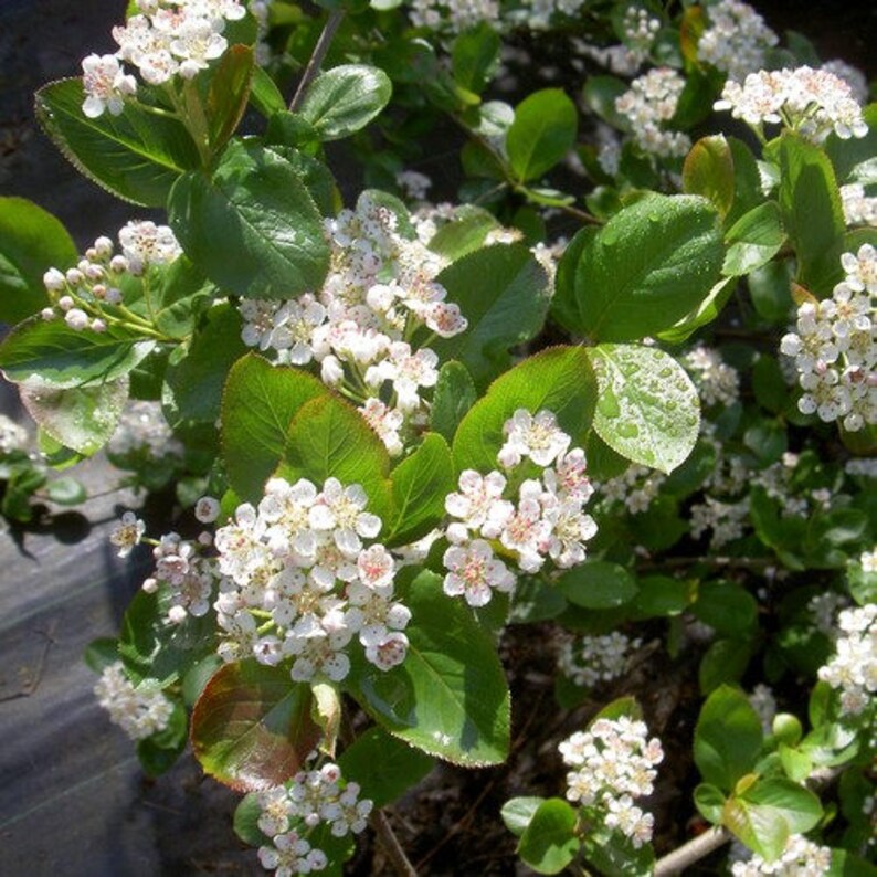 Black Chokeberry Bush Seeds ARONIA Melanocarpa 30seeds - Etsy