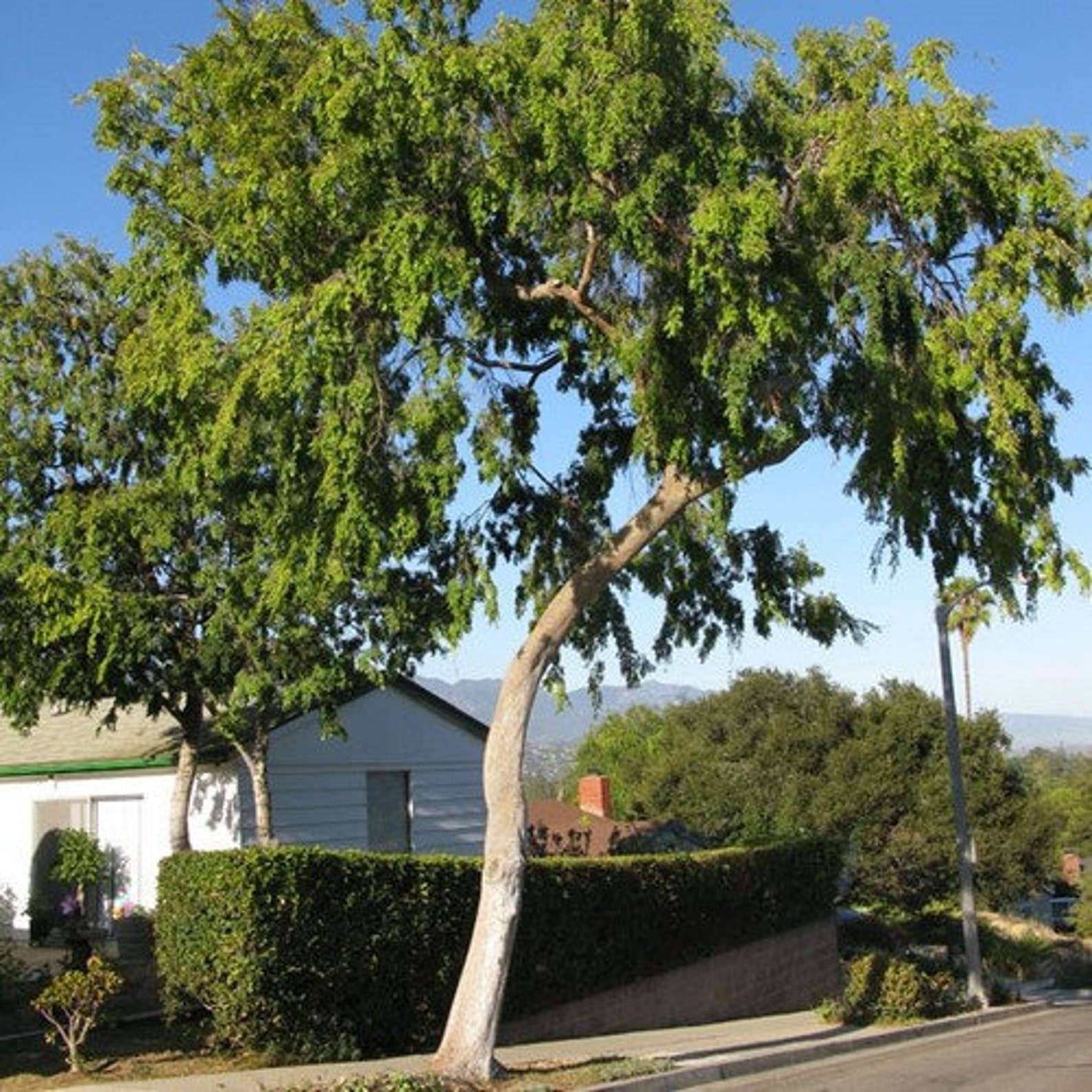 Chinese Elm Tree Seeds ulmus Parvifolia 30seeds - Etsy