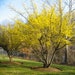 Cornelian Cherry Tree Seeds (cornus Mascula) 10+seeds - Etsy
