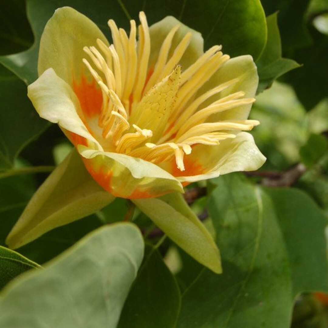 Chinese Tulip Tree Seeds (liriodendron Chinense) 20+seeds - Etsy