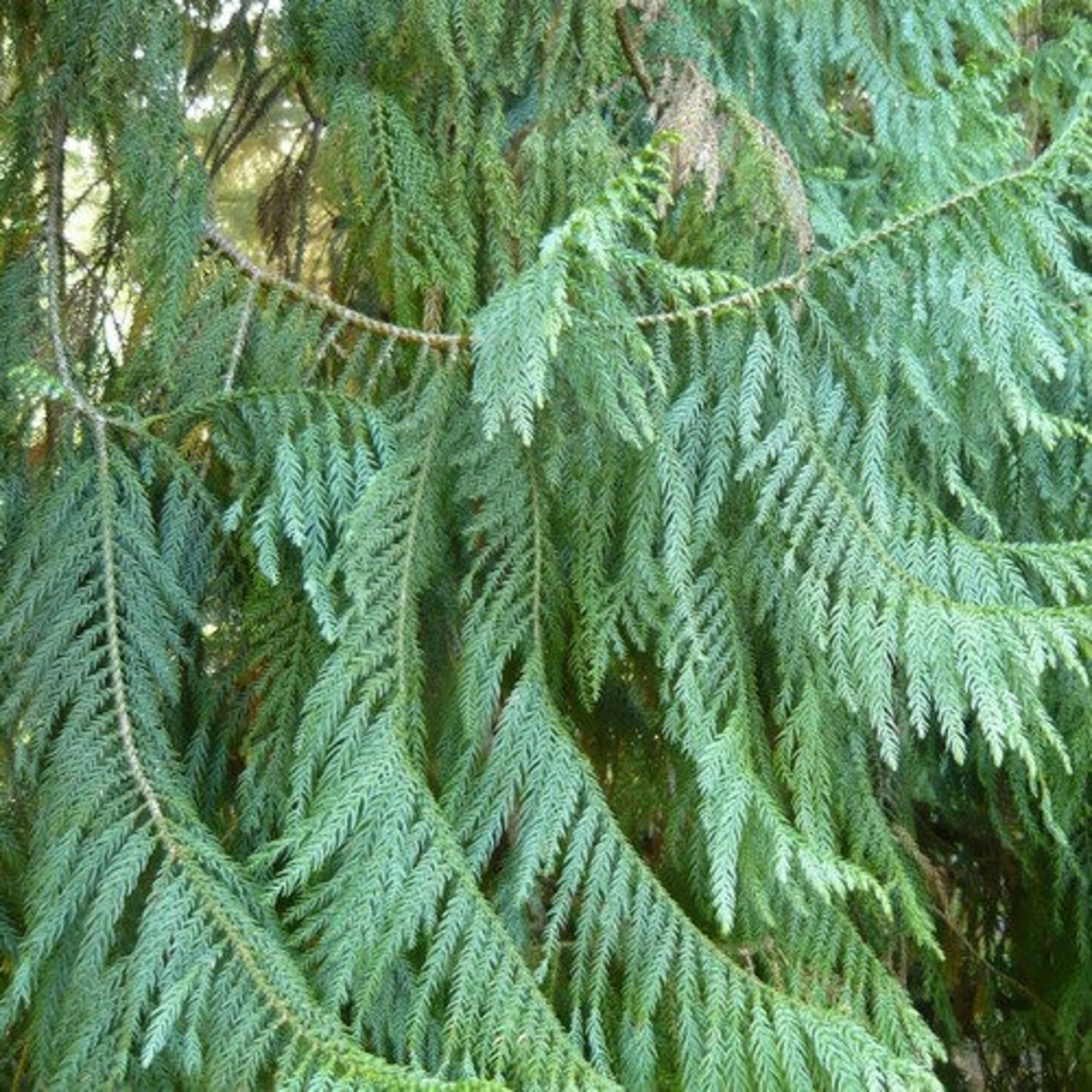 Chinese Coffin Tree Seeds taiwania Cryptomerioides 30seeds - Etsy