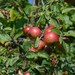 Paradise Apple Tree Seeds (malus Pumila) 10+seeds - Etsy