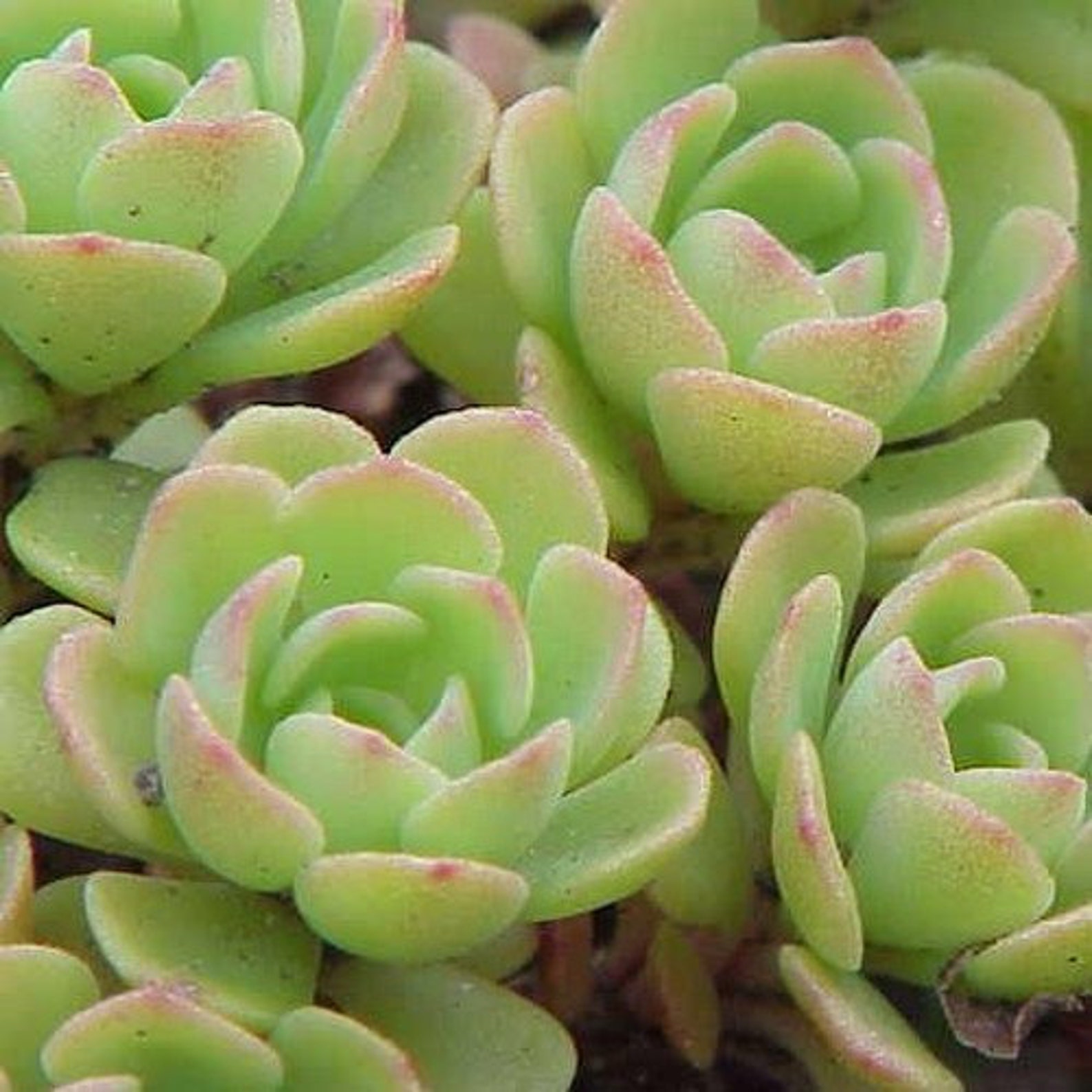 Sedum Cliff Stonecrop Succulent Seeds sedum Glaucophyllum | Etsy