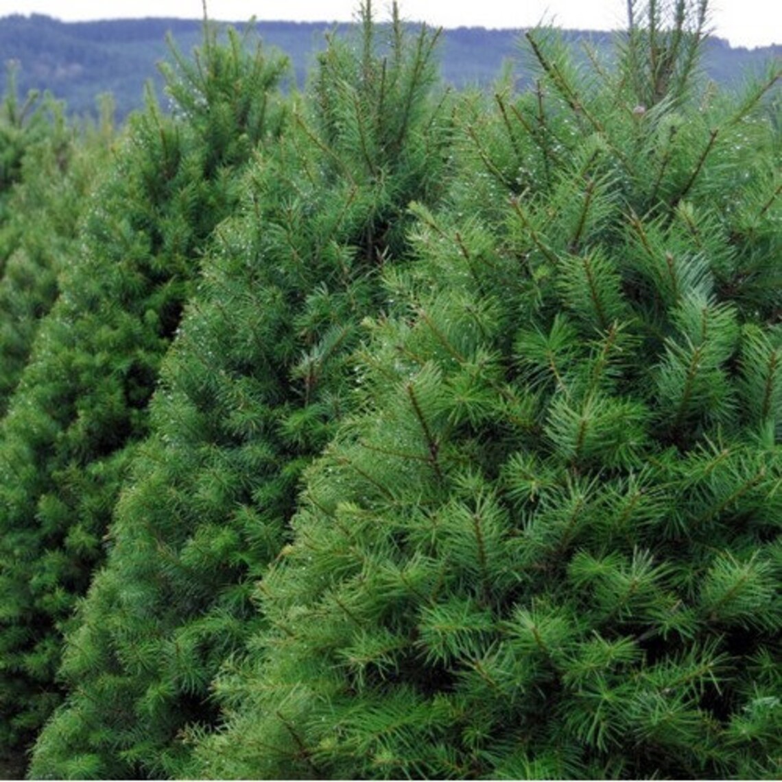 Grand Fir Tree Seeds abies Grandis 15seeds | Etsy