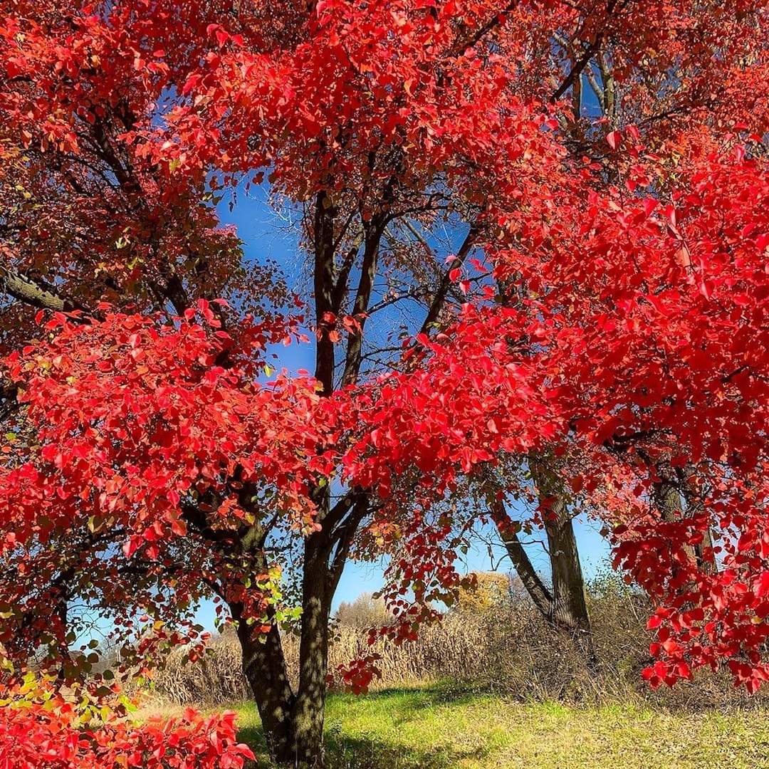 Black Tupelo Tree Seeds (nyssa Sylvatica) 10+seeds - Etsy