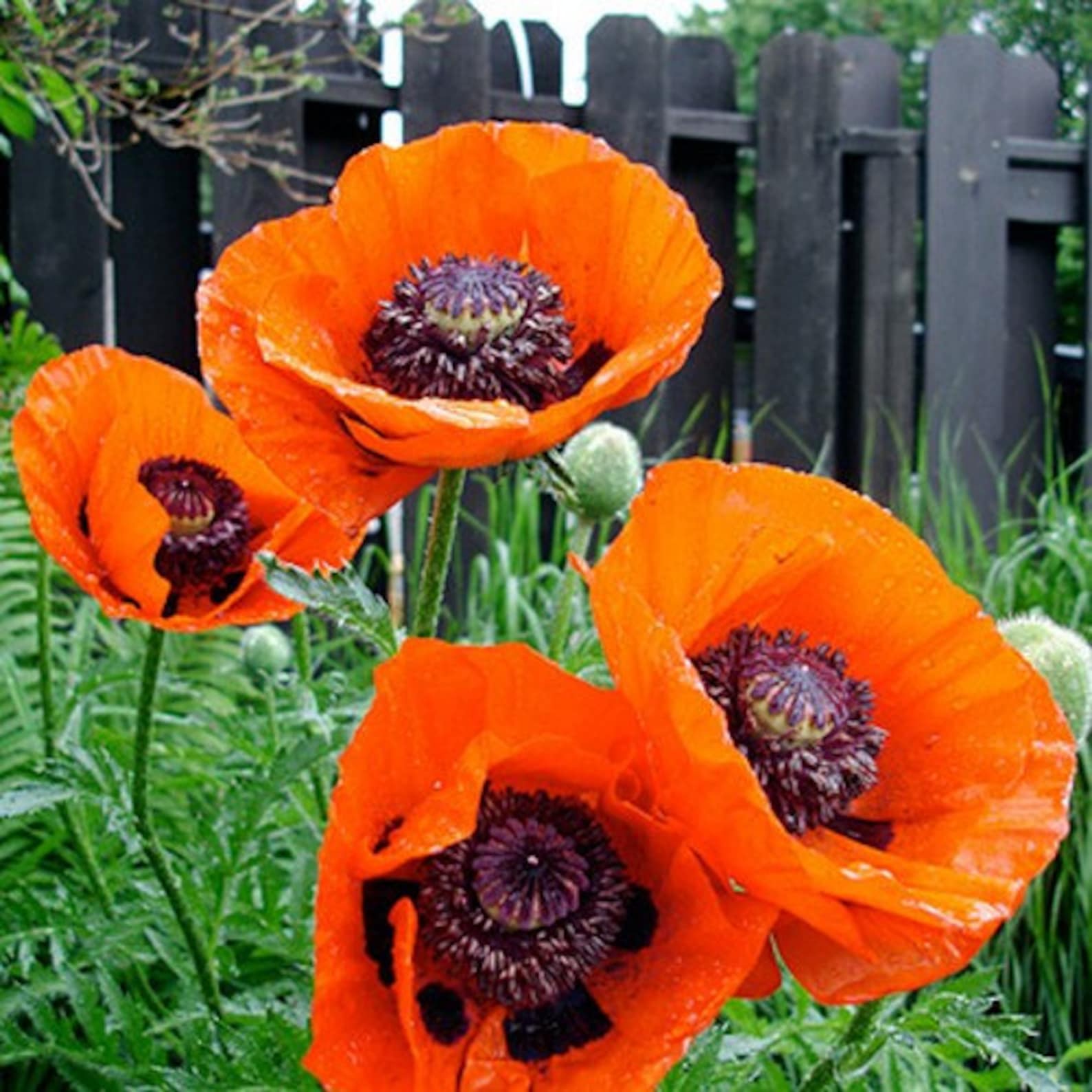 Poppy Oriental Orange-scarlet Flower Seeds papaver Orientale | Etsy