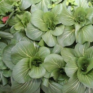 Cabbage Pak Choi White Stem Vegetable Seeds (brassica Rapa Subsp ...