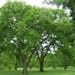 American Elm Tree Seeds ulmus Americana 30seeds - Etsy
