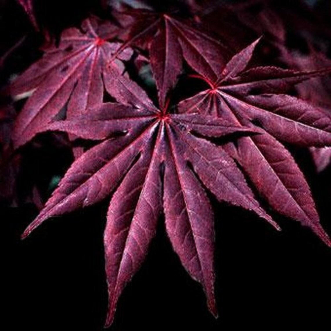 Bloodgood Japanese Maple Tree Seeds (acer Palmatum Matsumurae) 10+seeds ...