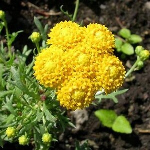 Ageratum Yellow Flower Seeds (lonas Inodora) 200+seeds - Etsy