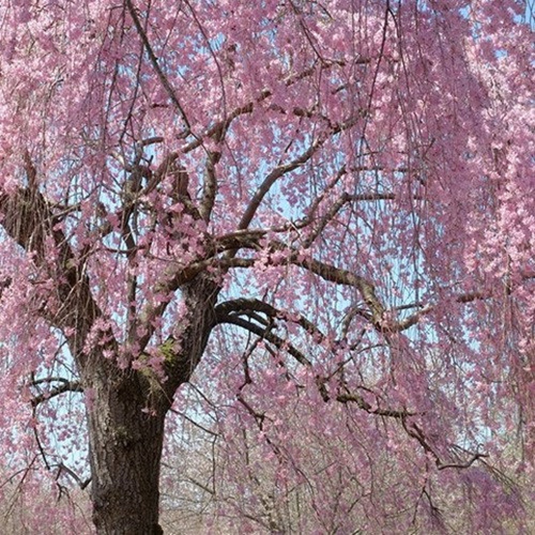Higan Flowering Cherry Tree Seeds (prunus Subhirtella) 10+seeds - Etsy