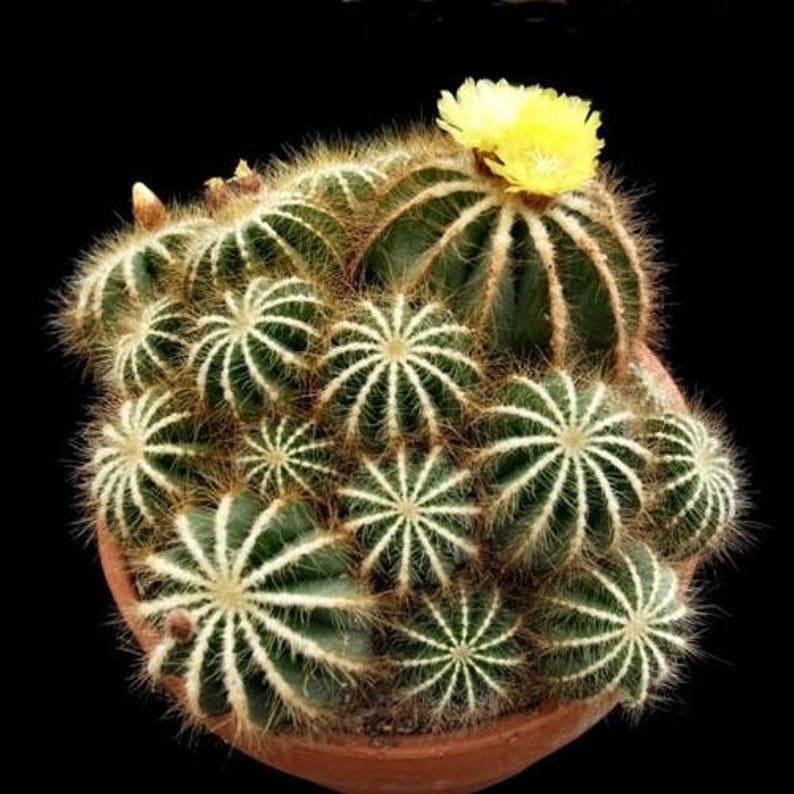 Balloon Cactus Seeds Notocactus Magnificus 25Seeds | Etsy